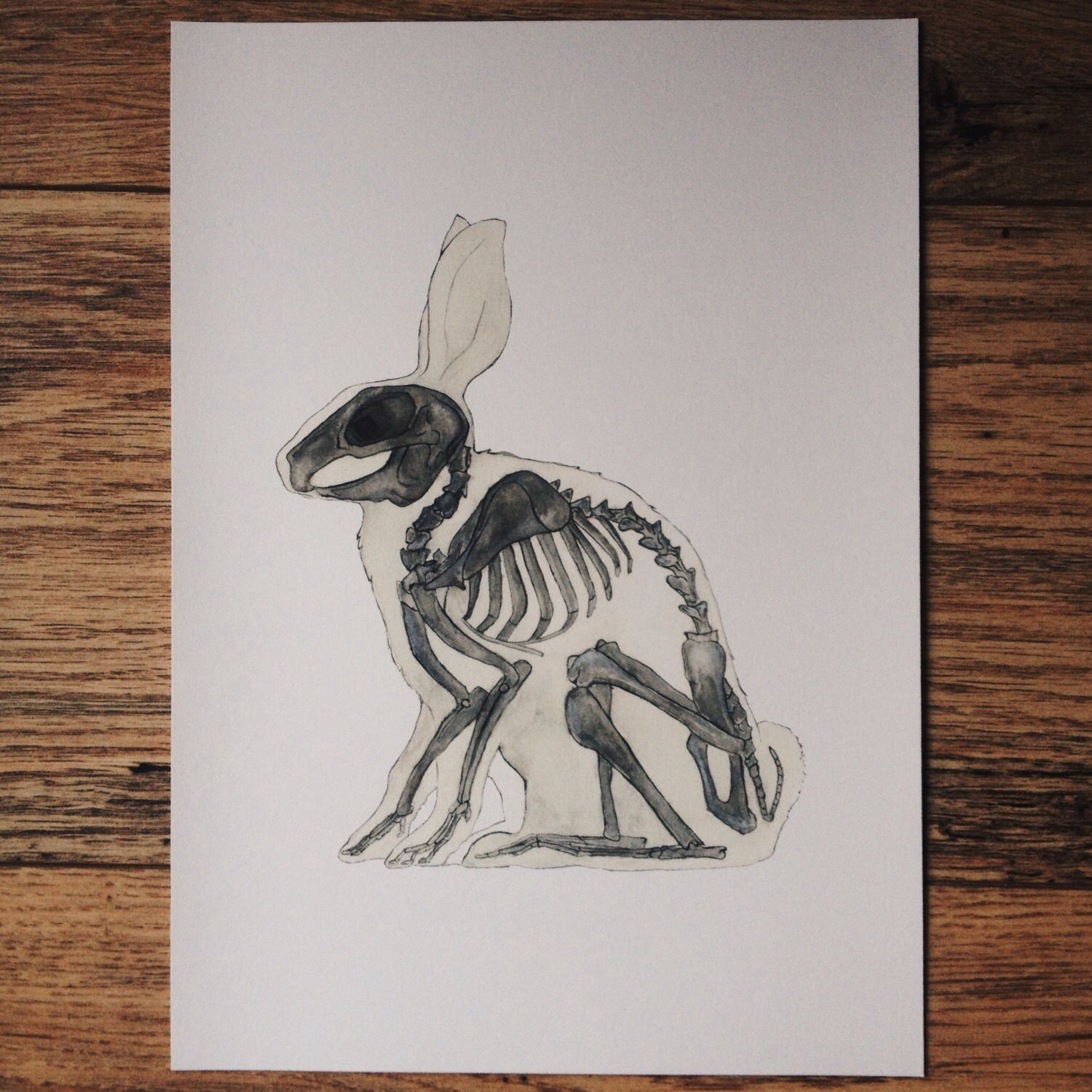 Easter Bunny Skeleton Print: Unique Rabbit Anatomy Artwork | Etsy