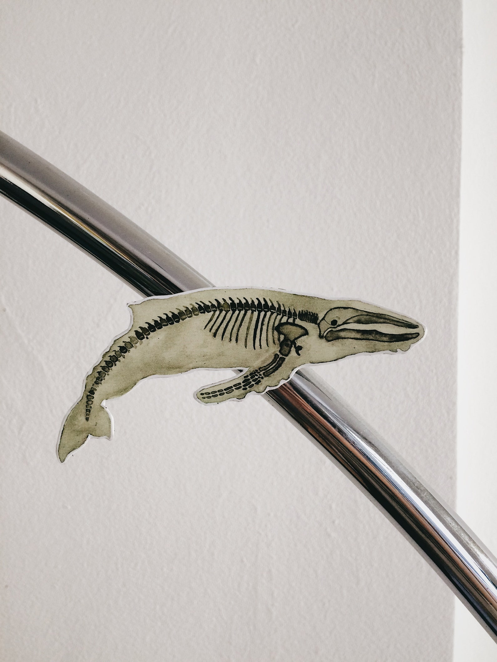 Whale Skeleton Fridge Magnet: Anatomy Anatomical Refrigerator Magnet - Etsy