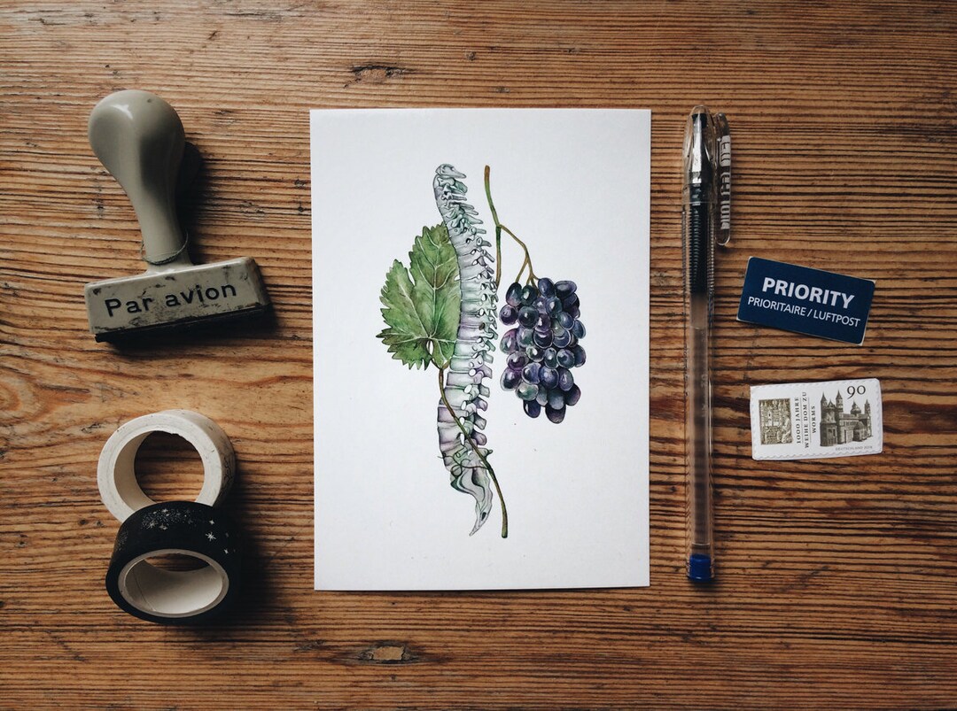 Spine With Grape Anatomy Postcard: Human Skeleton, Botanical ...