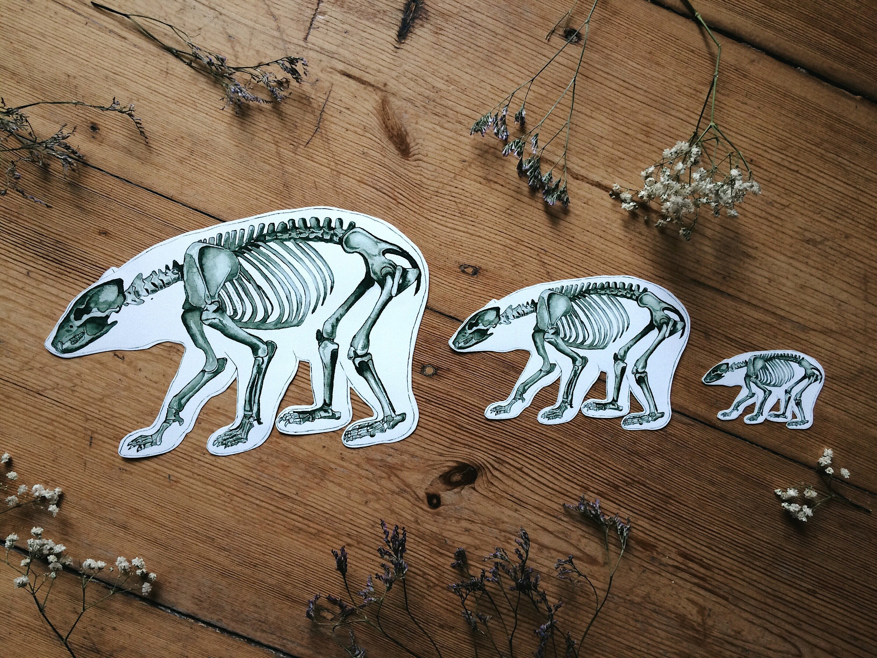 Animal Anatomy Sticker Set: Pack of 15 Skeleton Stickers - Etsy.de