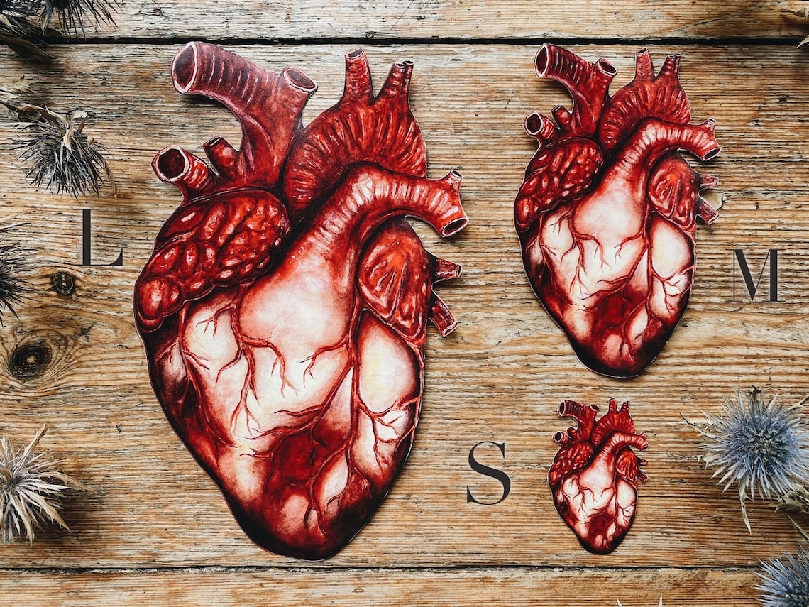 Anatomical Heart Sticker: Human Anatomy Heart Valentines Love - Etsy