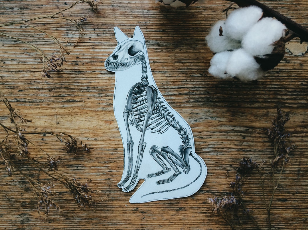 Fox Skeleton Sticker: Anatomy Art, Vet Student Gift - Etsy