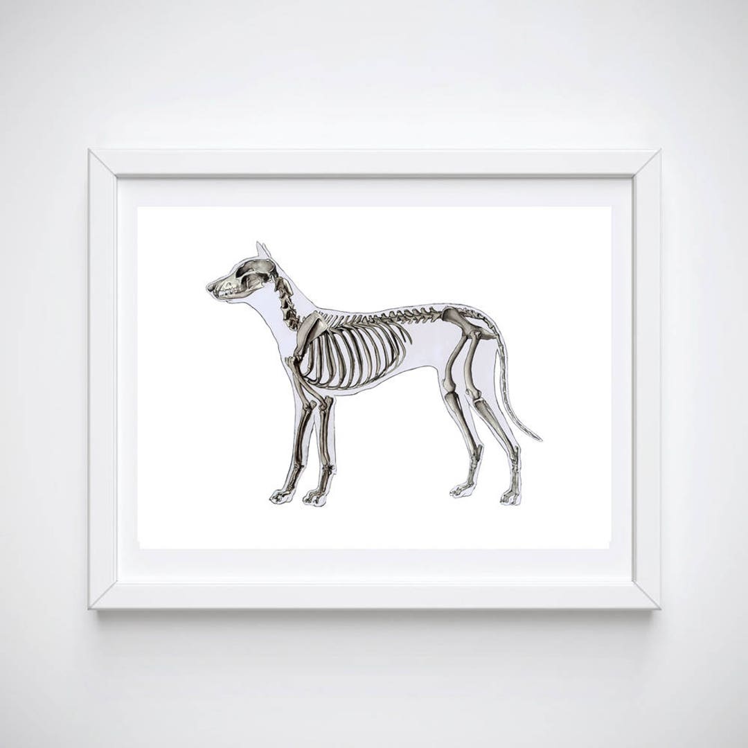 Dog Skeleton Print | Anatomy Art | Animal Lover Pet Bone | Wall Artwork ...