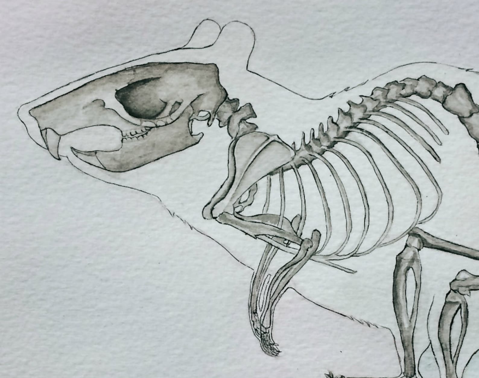 Original Rat Skeleton Watercolor Painting: Mouse Anatomy Artwork ...