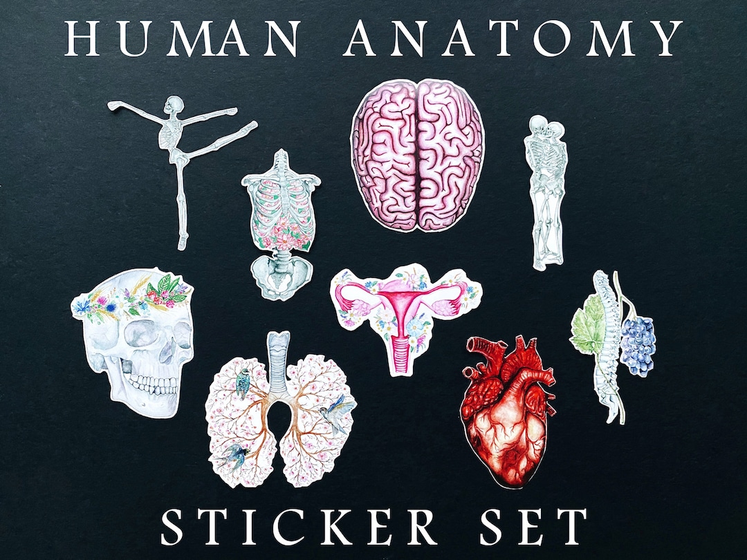 Human Anatomy Sticker Set: Pack of 10 Stickers + FREE GIFT - Etsy