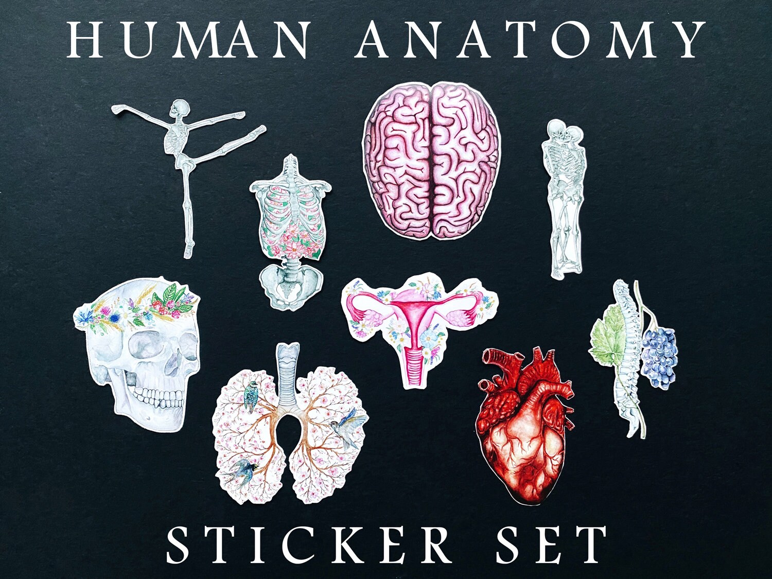 Human Anatomy Sticker Set: Pack of 10 Stickers FREE GIFT - Etsy Ireland