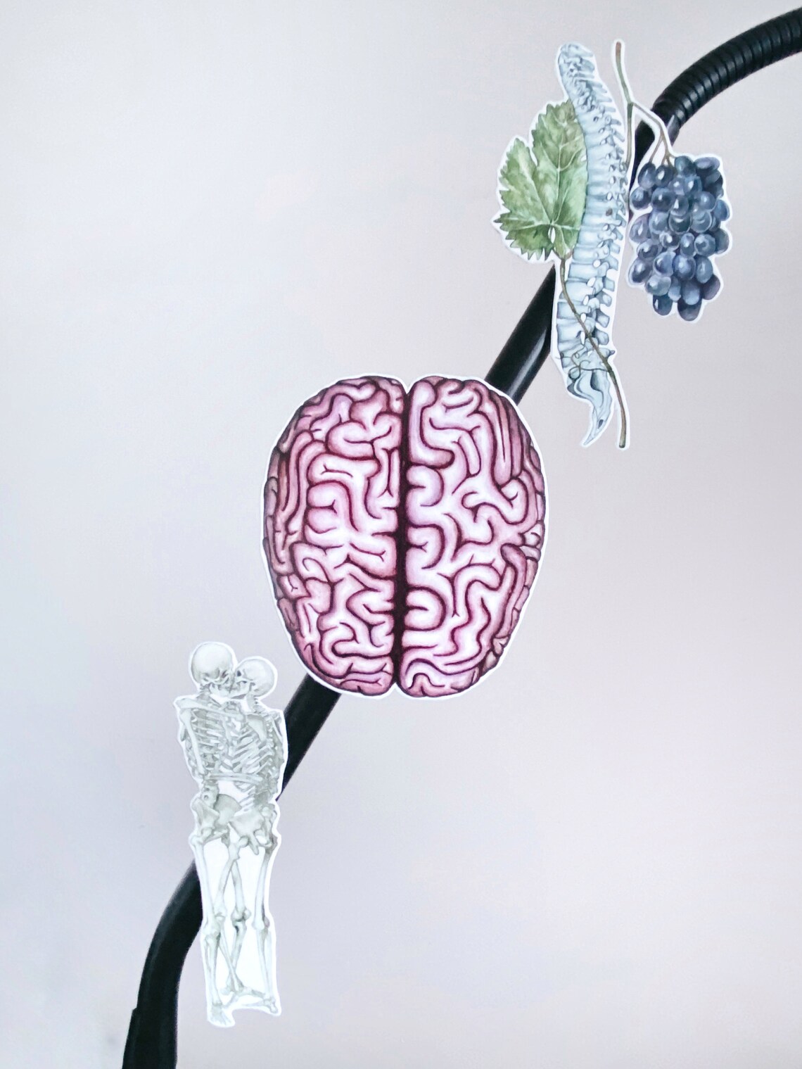 Human Brain Fridge Magnet: Anatomy Art, Anatomical Gift, Gothic Magnet ...