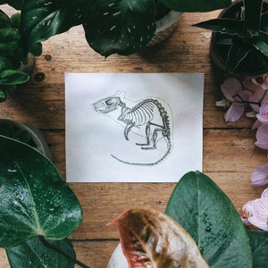 Original Rat Skeleton Watercolor Painting: Mouse Anatomy Artwork ...