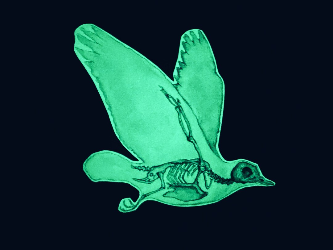 Glowing Bird Skeleton Fridge Magnet: Glowing in the Dark, Dove Pigion ...