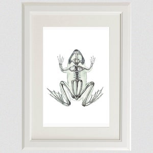 Frog Skeleton Print | Green Anatomy Art | Animal Lover Pet | Wall ...
