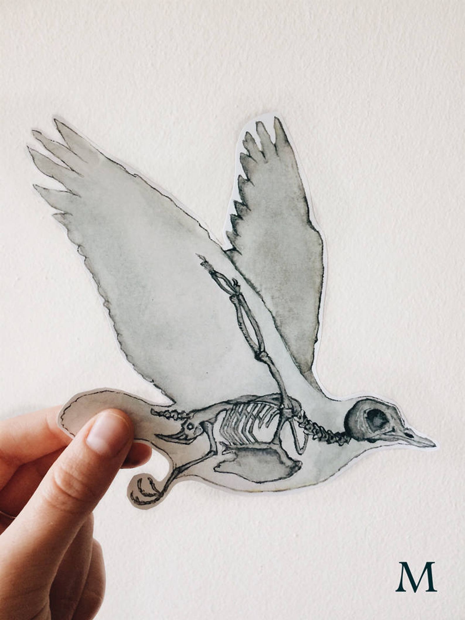 Bird Skeleton Sticker: Pigeon Anatomy Animal Biology Laptop | Etsy