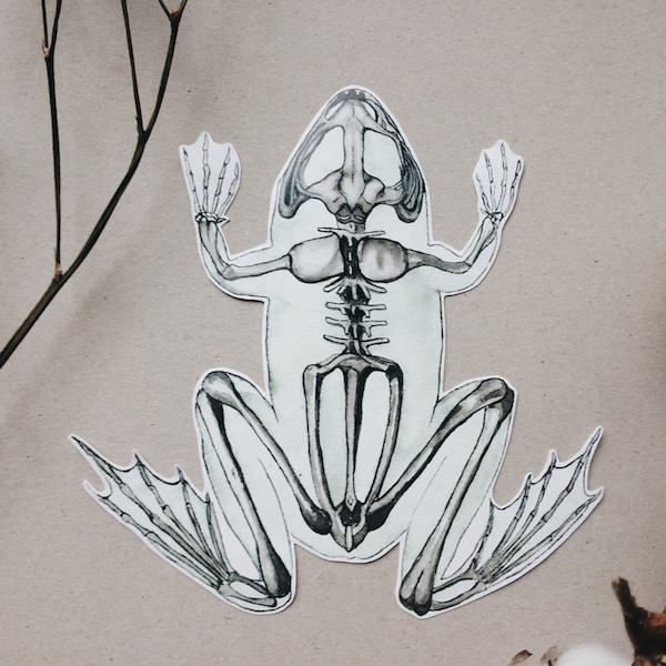Frog Anatomy - Etsy