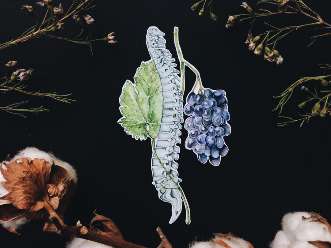 Spine With Grape Sticker: Human Anatomy Decal, 3 Sizes, Floral Skeleton ...