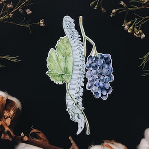 Spine With Grape Sticker: Human Anatomy Decal, 3 Sizes, Floral Skeleton ...