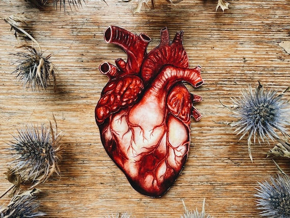 Anatomical Heart Sticker: Human Anatomy Heart Valentines Love - Etsy
