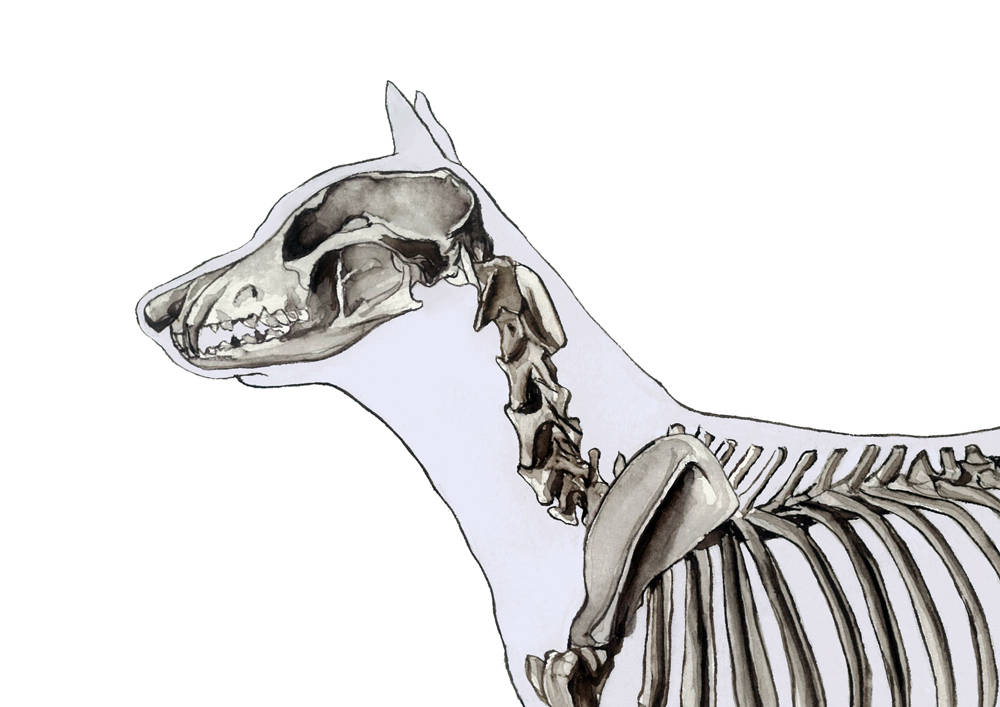 Dog Skeleton Print Anatomy Art Animal Lover Pet Bone - Etsy