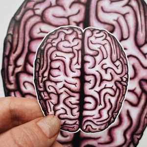 Anatomical Brain Sticker: Human Anatomy Brain, Neurology Doctor Gift ...