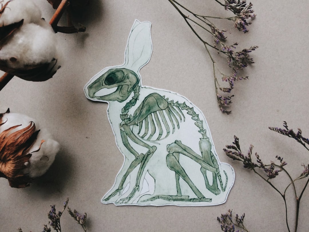 Rabbit Skeleton Sticker: Easter Bunny Anatomy White or Transparent ...