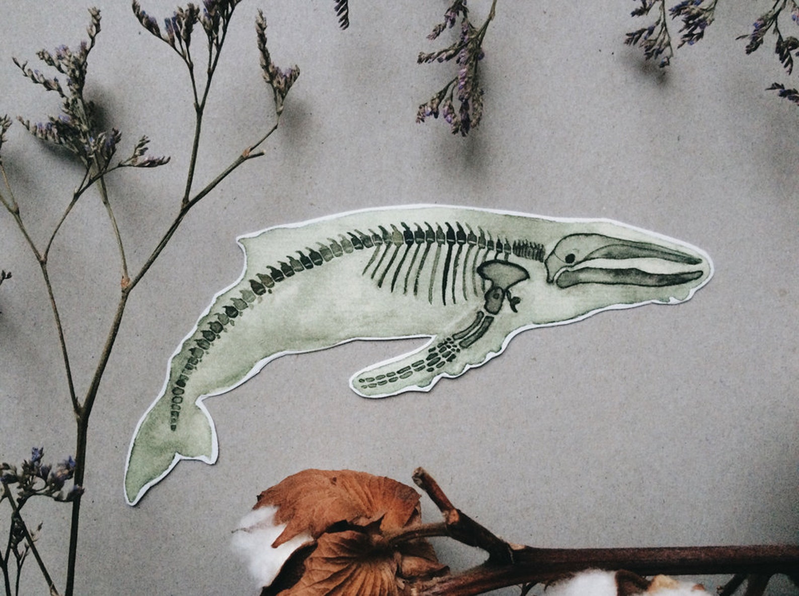 Whale Skeleton Sticker: Sea Animal Anatomy Art - White and Transparent ...