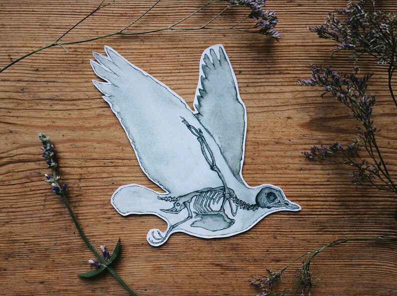 Bird Skeleton Fridge Magnet: Dove Anatomy Refrigerator Magnet - Etsy