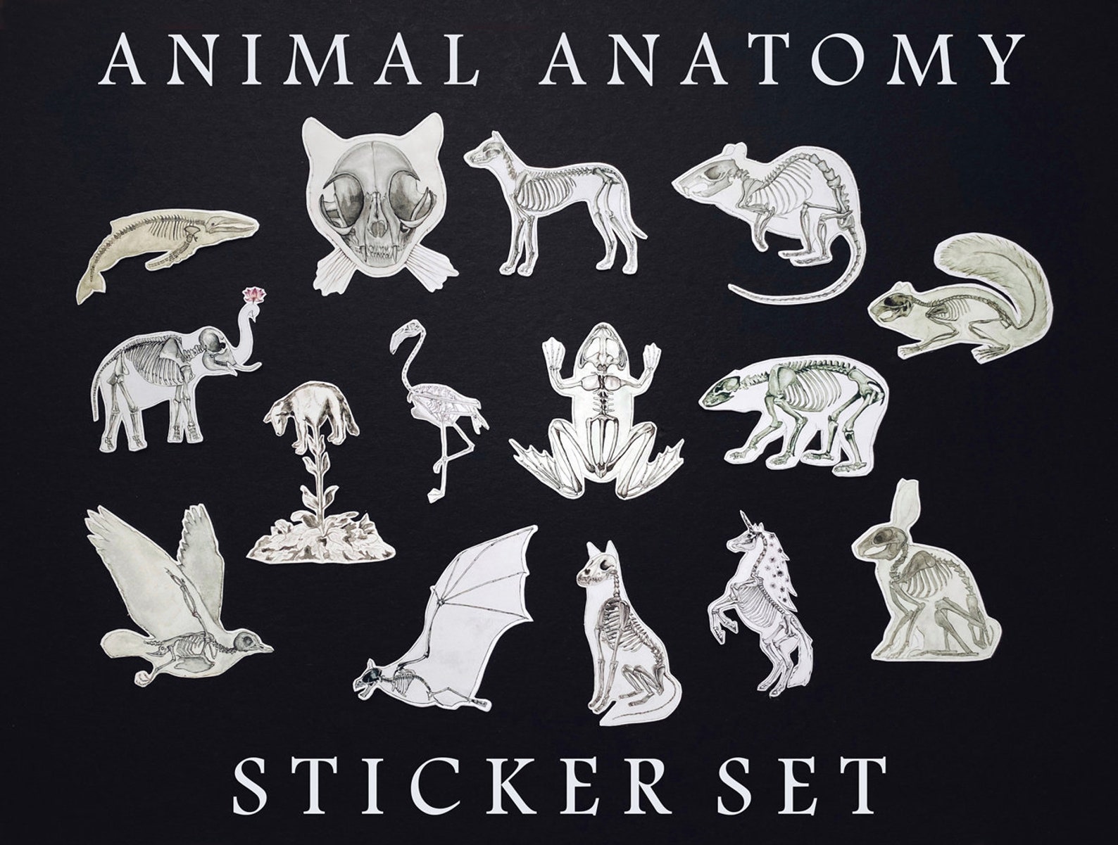 Animal Anatomy Sticker Set: Pack of 15 Skeleton Stickers | Etsy