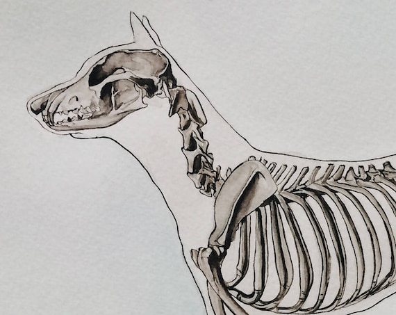Dog Skeleton Paint