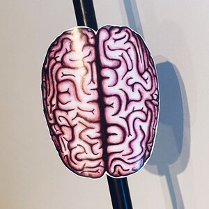 Glowing Brain Anatomy Fridge Magnet: Glowing in the Dark, Human Organ ...
