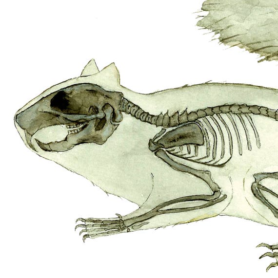 Squirrel Skeleton Diagram