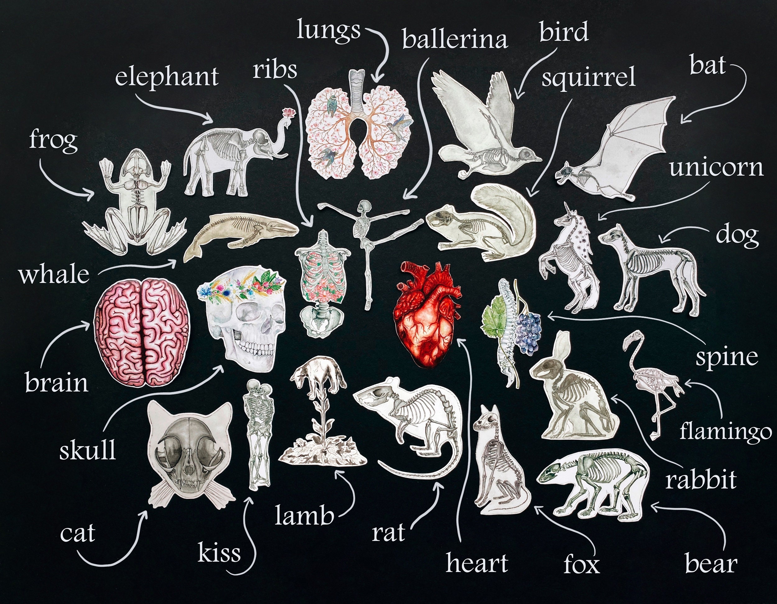 Flamingo Skeleton Sticker: Bird Animal Anatomy White or Transparent ...