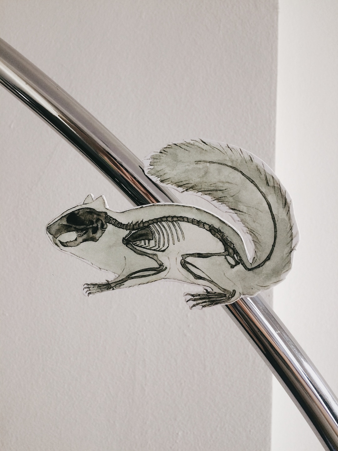 Squirrel Skeleton Fridge Magnet | Cute Anatomy Anatomical Gift | Nerd ...
