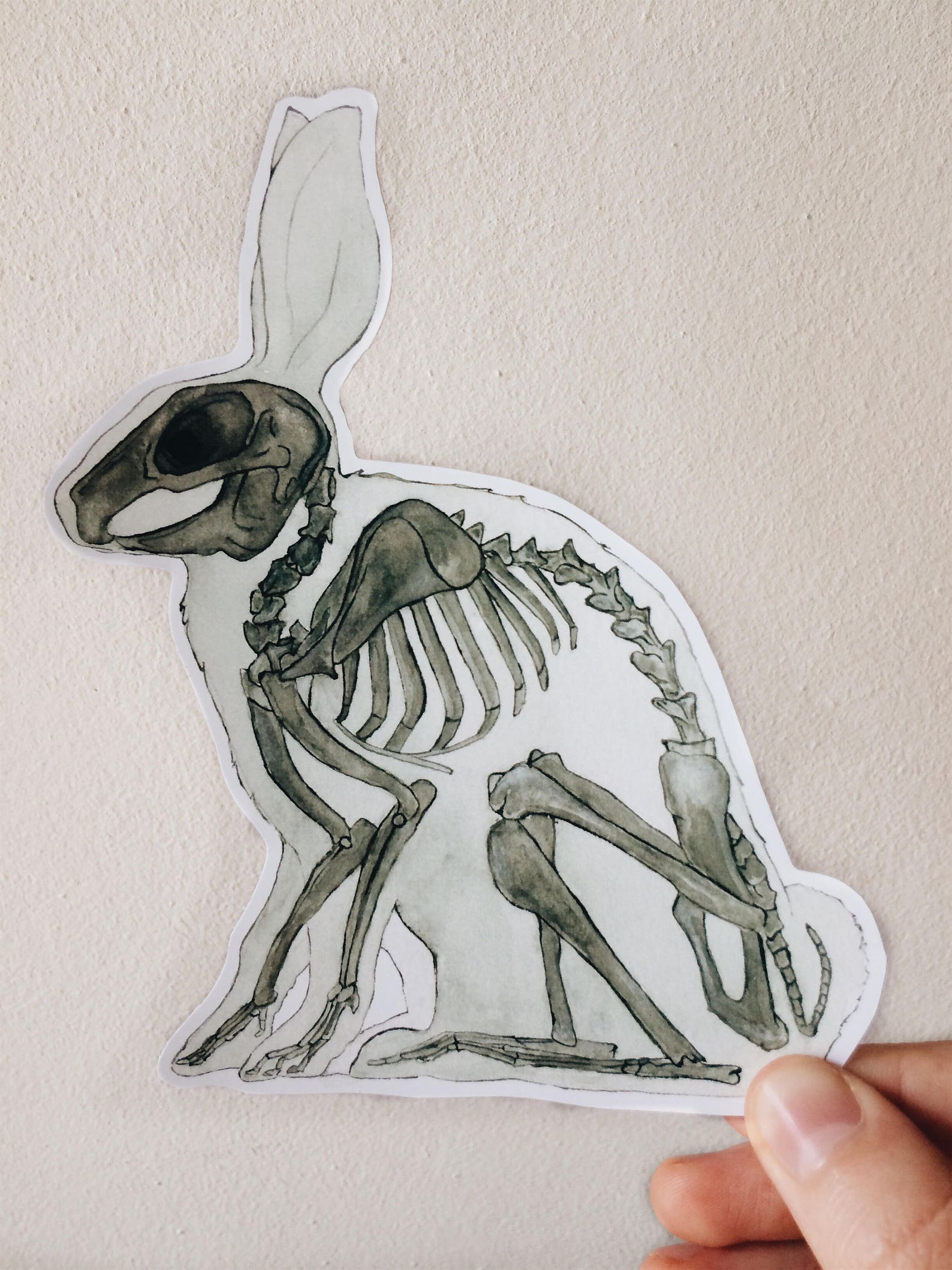 Rabbit Skeleton Sticker: Easter Bunny Anatomy White or - Etsy
