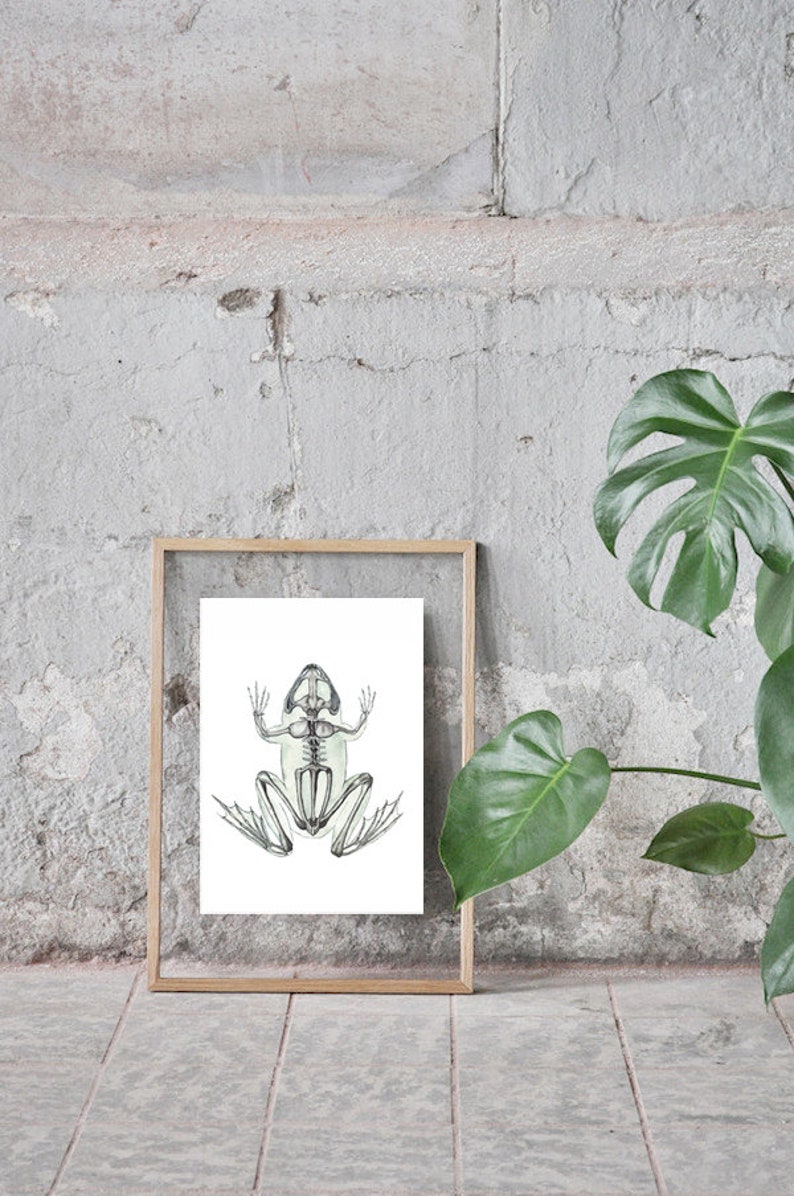 Frog Skeleton Print Green Anatomy Art Animal Lover Pet - Etsy