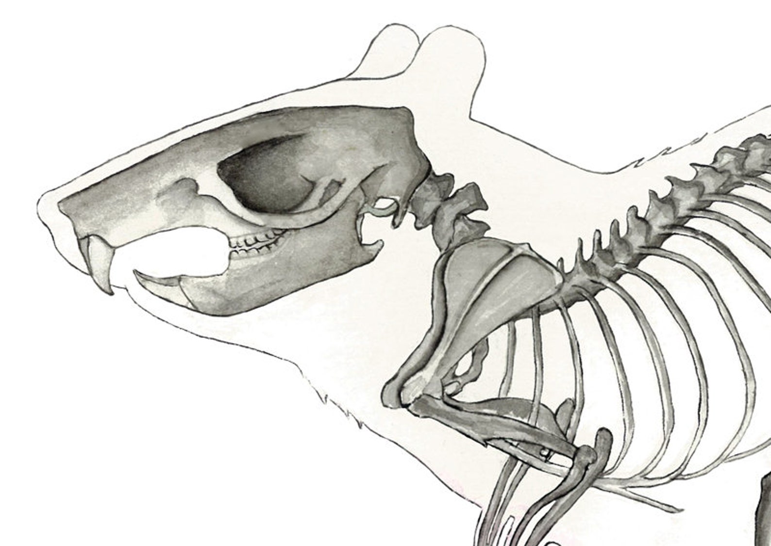 Rat Skeleton Print: Animal Print, Watercolor Anatomy Art, Unique Wall ...