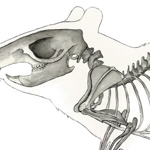 Impresión de esqueleto de rata: estampado animal, arte de anatomía de ...