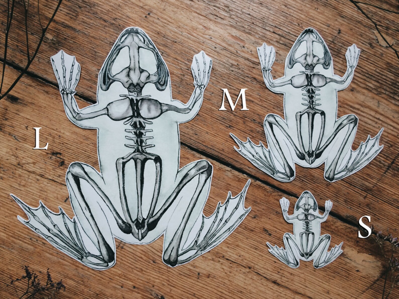 Mystery Anatomy Sticker Set: Anatomical Magic Grab Box | Etsy
