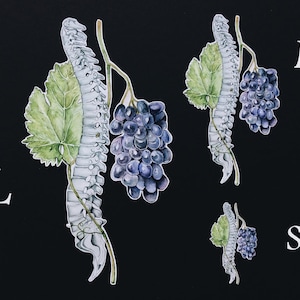 Spine With Grape Sticker: Human Anatomy Decal, 3 Sizes, Floral Skeleton ...