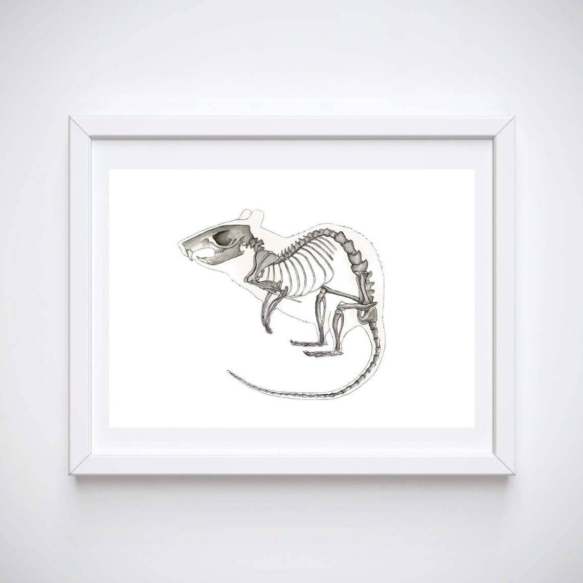 Rat Skeleton Print: Animal Print, Watercolor Anatomy Art, Unique Wall ...