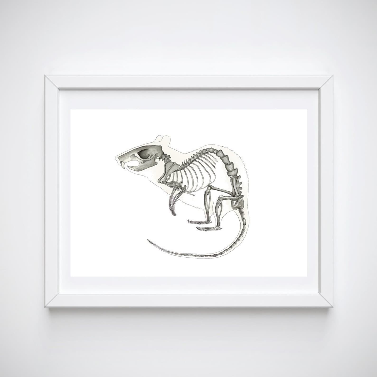 Rat Skeleton Print: Animal Print Watercolor Anatomy Art - Etsy