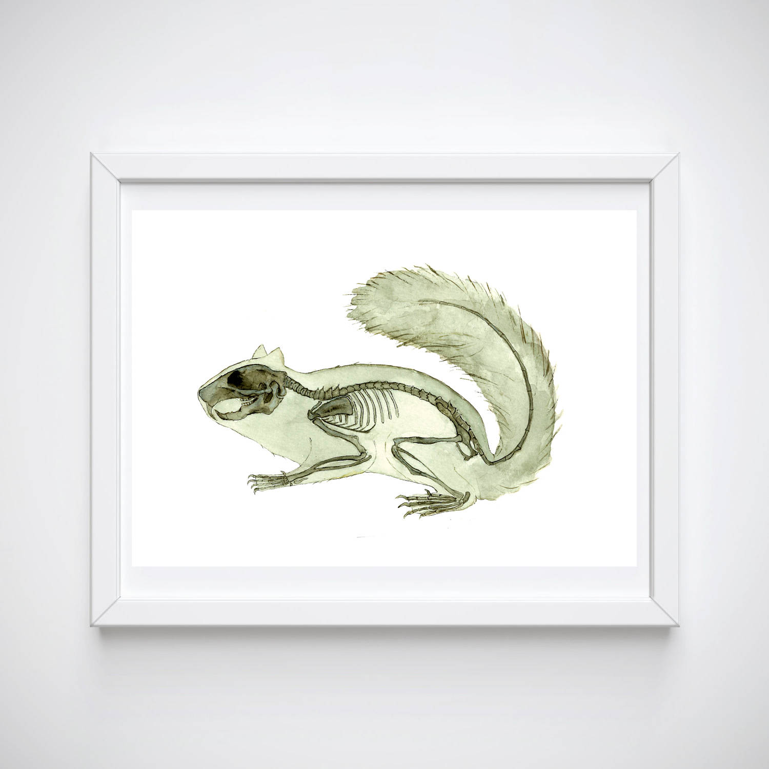 Squirrel Skeleton Diagram