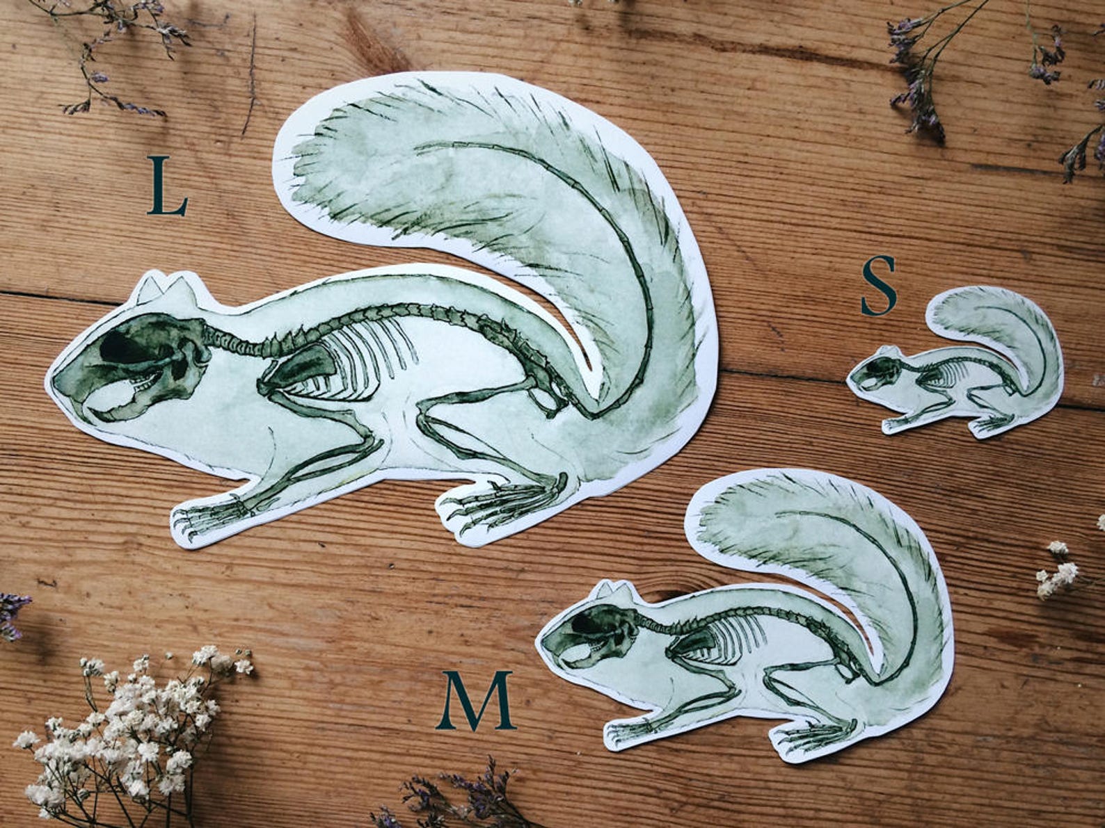 Squirrel Anatomy Skeleton Sticker: Cool Biology Zoology - Etsy