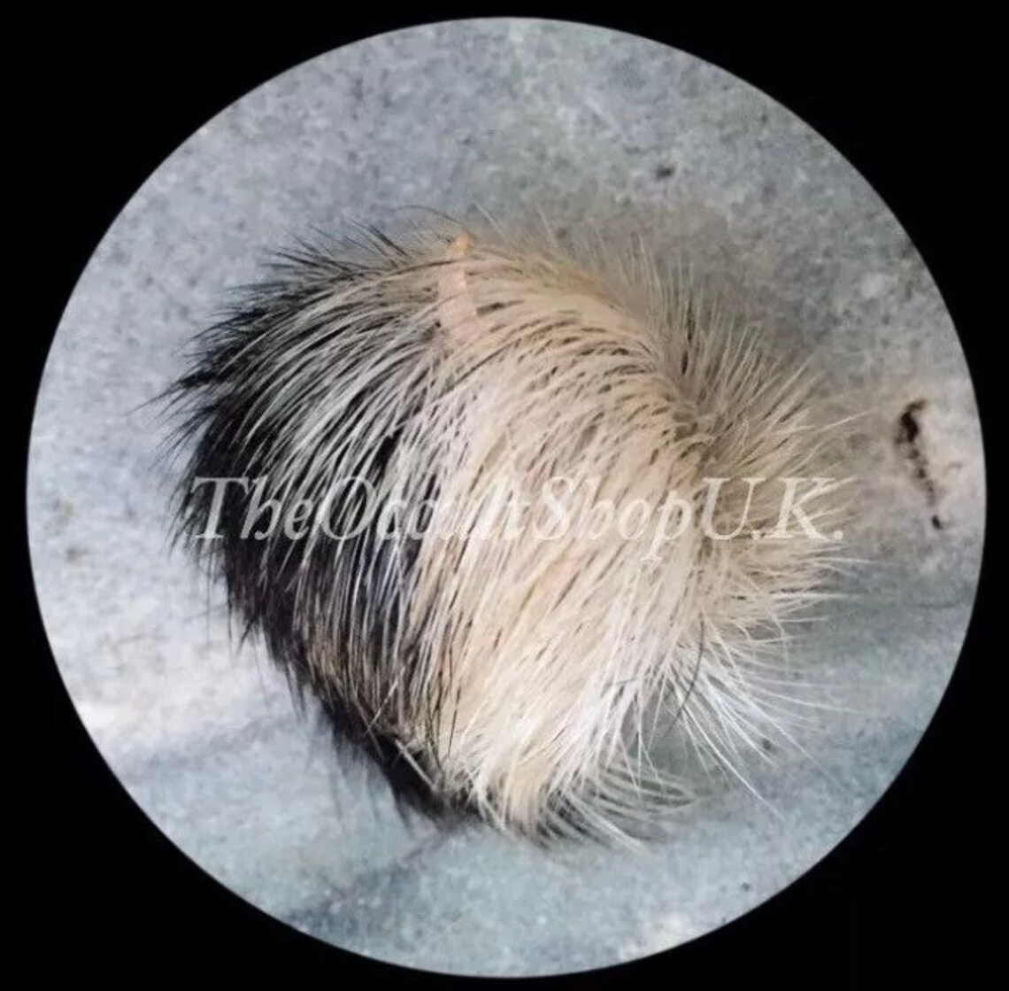 Rare Jackal Horn Gidar Singhi Black Magic Powerful Talisman - Etsy UK