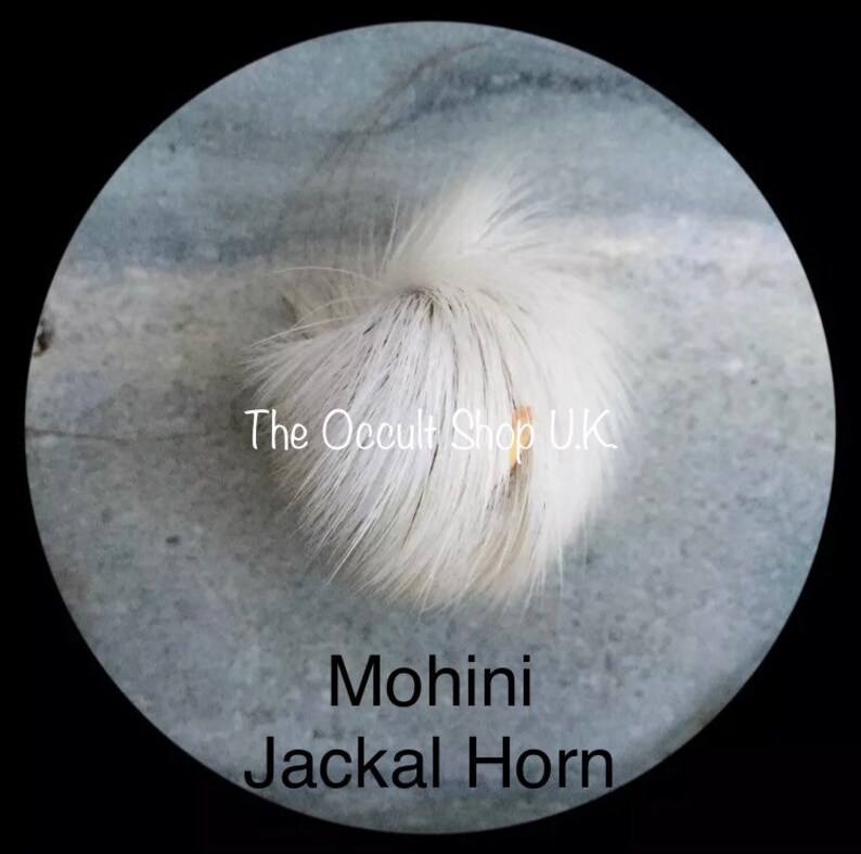 Rare Jackal Horn Gidar Singhi Black Magic Powerful Talisman | Etsy UK