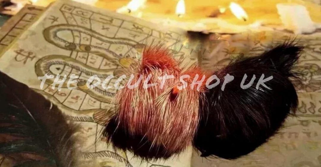 Rare Jackal Horn Gidar Singhi - Black Magic Powerful Talisman Rituals ...