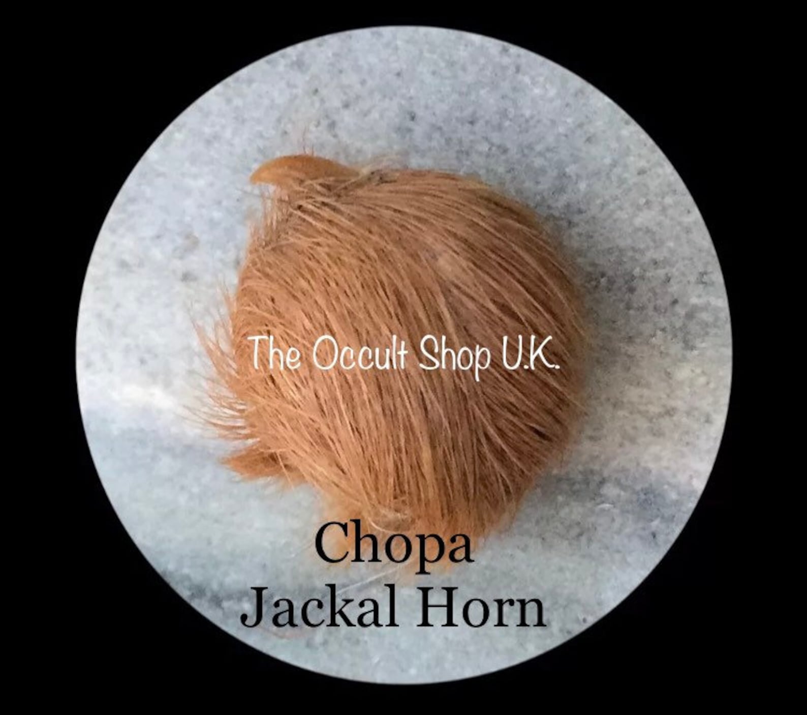 Rare Jackal Horn Gidar Singhi Black Magic Powerful Talisman | Etsy UK