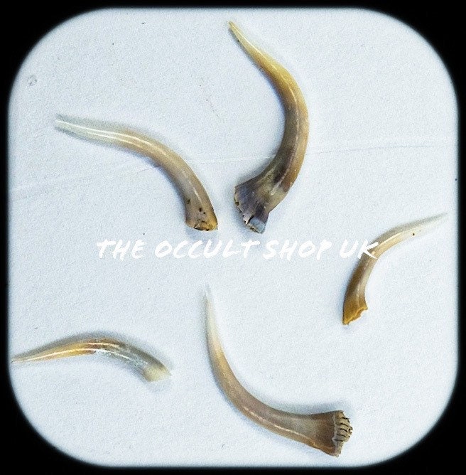 Colmillos De Cobra Escupidores