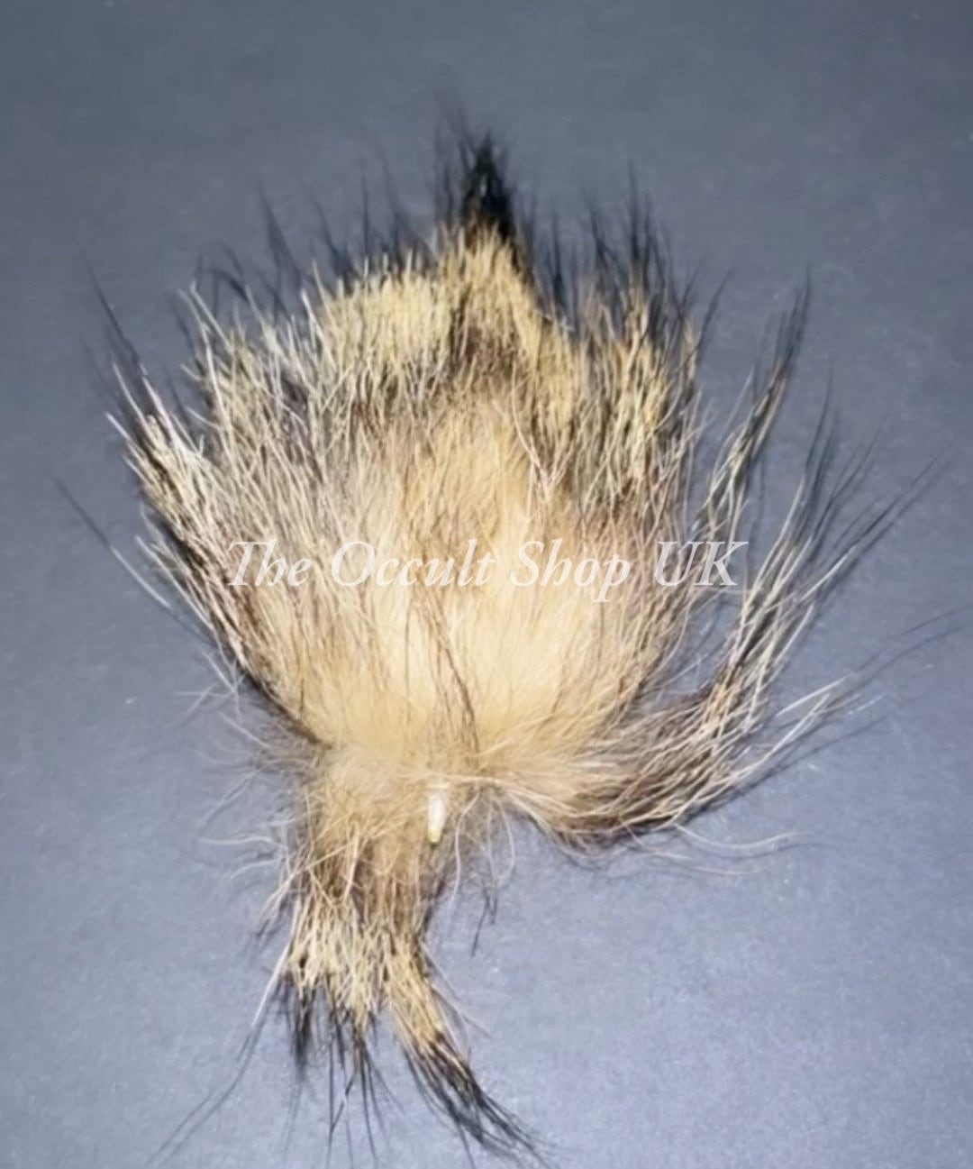 Rare Jackal Horn Gidar Singhi Black Magic Powerful Talisman Rituals ...