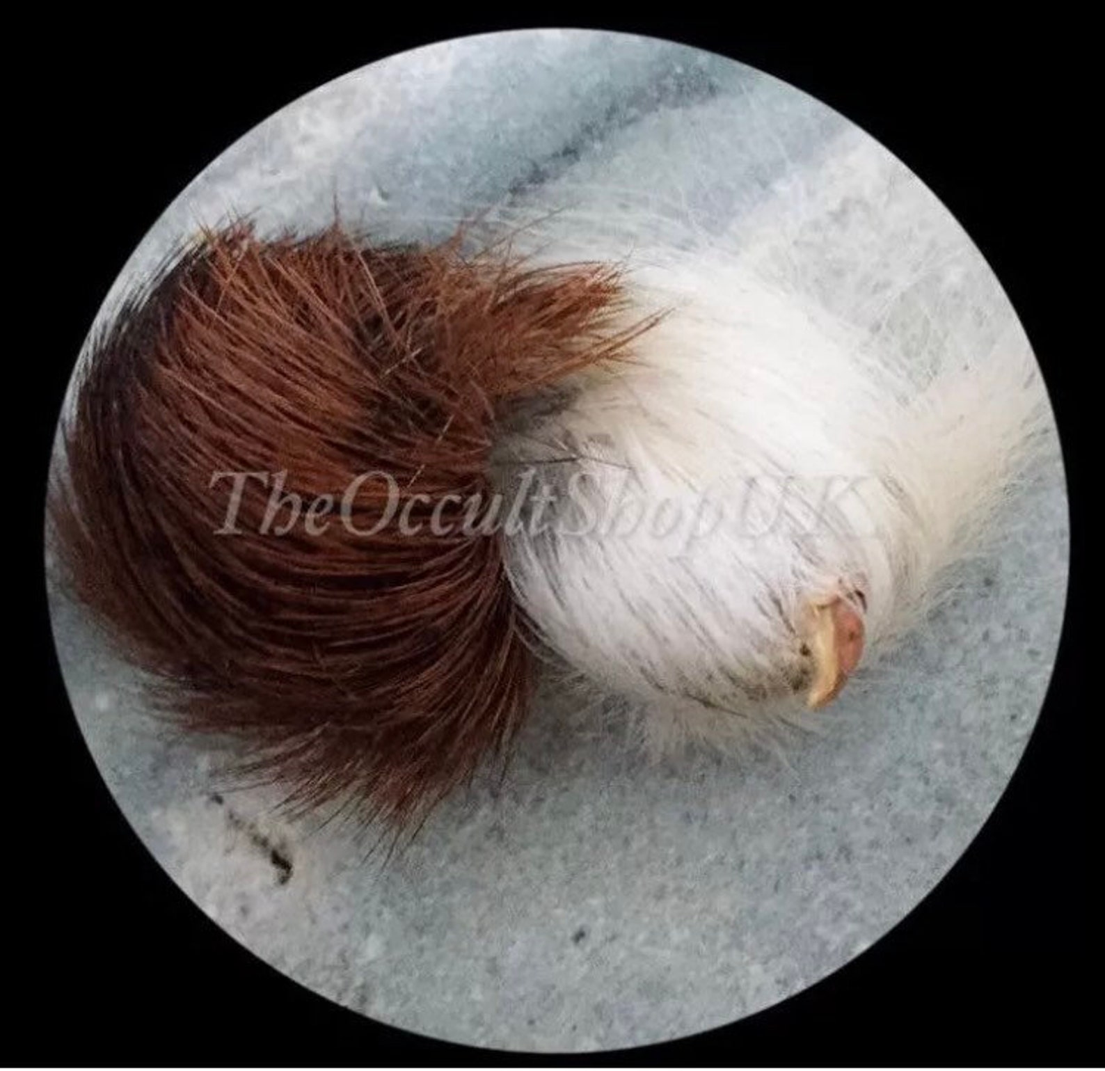 Rare Jackal Horn Gidar Singhi Black Magic Powerful Talisman Rituals ...