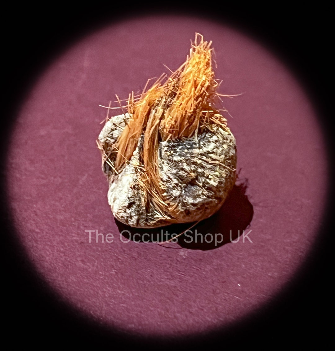 Rare Gorakh Mundi Singhi - Live Jackal Horn Siyar Giddar Magic Wish ...