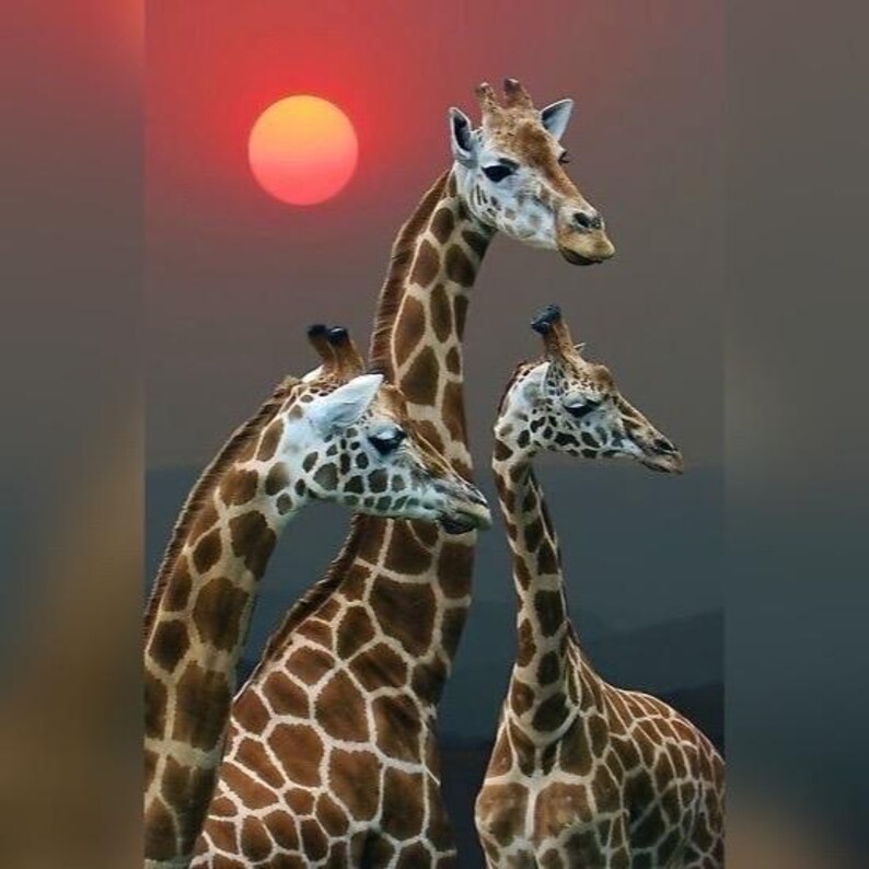 Giraffe Fabric Card, 3 Giraffes in Brown Multi African Fabric, Team ...