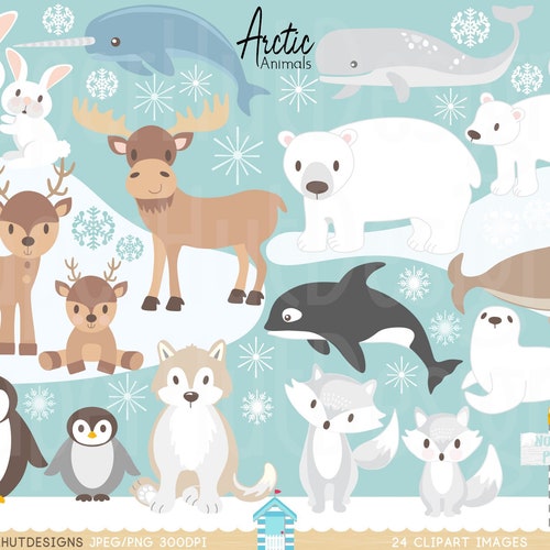 Polar Bear Clipart Penguin Clipart Bear Clip Art Winter - Etsy